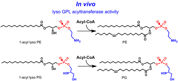 Research: Teresa Garrett